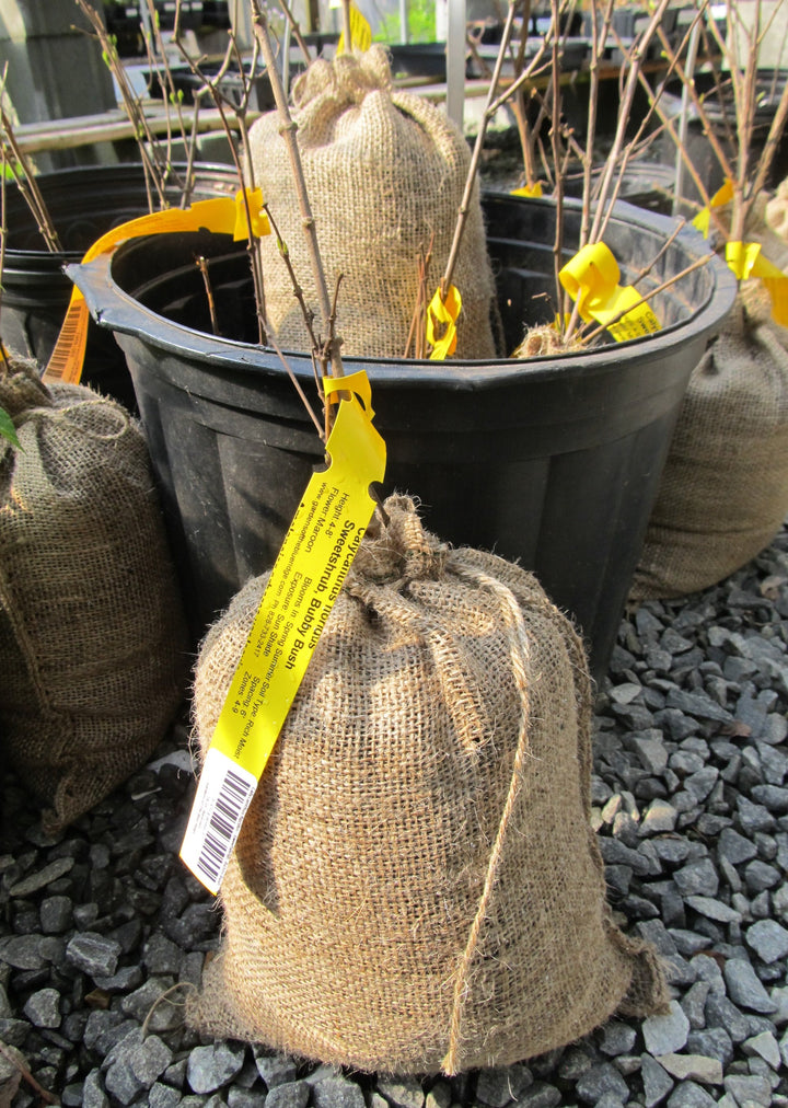 Shrubs — Gardens of The Blue Ridge