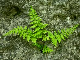 Ferns — Gardens of The Blue Ridge
