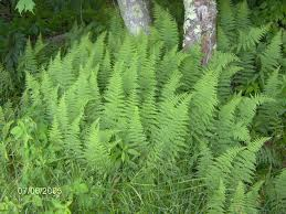 Ferns — Gardens of The Blue Ridge