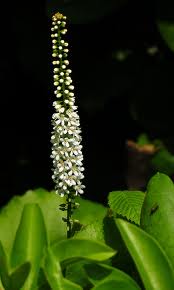 Groundcovers — Gardens of The Blue Ridge