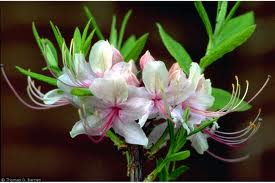 Rhododendron periclymenoides - Pinxter Flower Azalea — Gardens of The ...